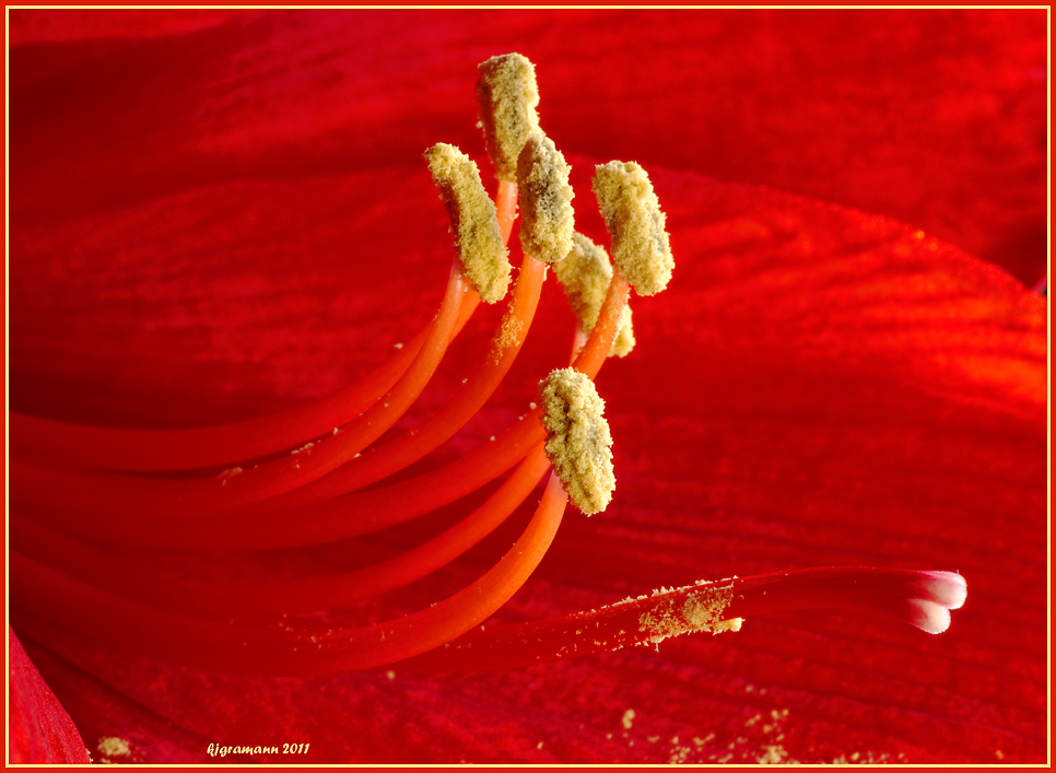 rot....... Foto & Bild | natur-makros, natur-kreativ, aufnahmetechniken ...