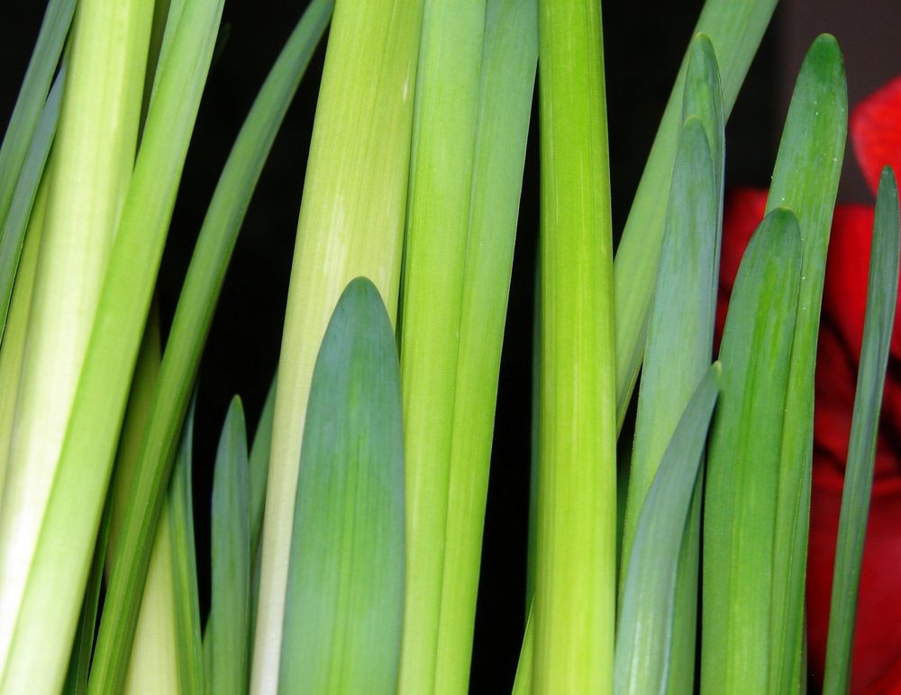 rot an grün Foto & Bild | spezial, rot, grün Bilder auf fotocommunity