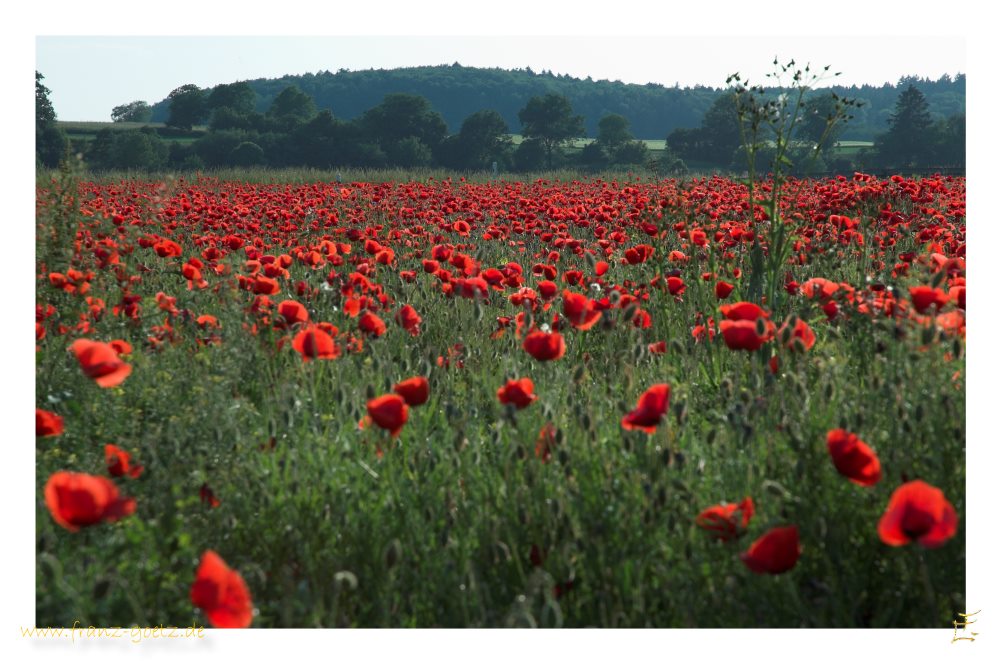 Rot blüht der Mohn Foto & Bild | pflanzen, pilze & flechten, blüten ...