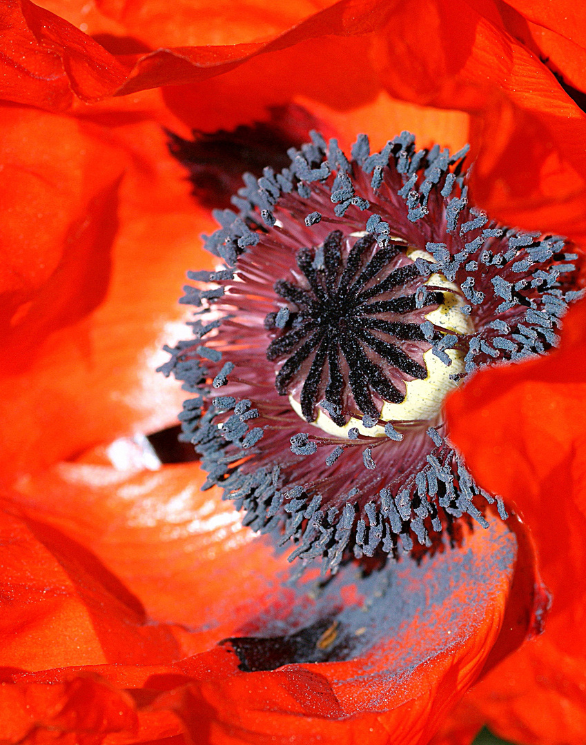 Rot blüht der Mohn Foto & Bild | natur-kreativ, natur Bilder auf ...