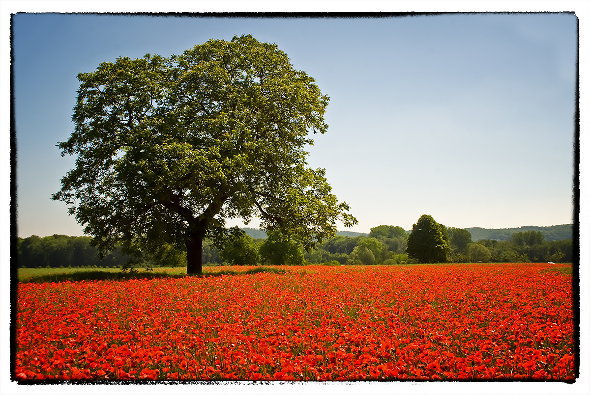 Rot blüht der Mohn Foto & Bild | rot, blau, baum Bilder auf fotocommunity