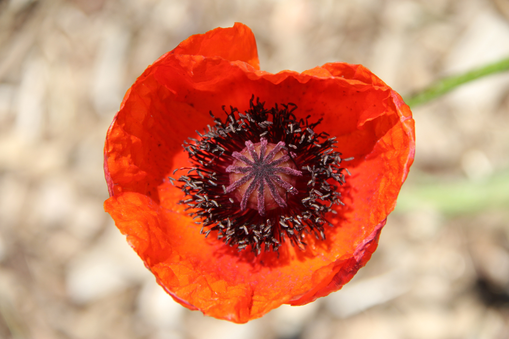 Rot blüht der MOHN ... Foto & Bild | natur, mohn, pflanzen Bilder auf ...