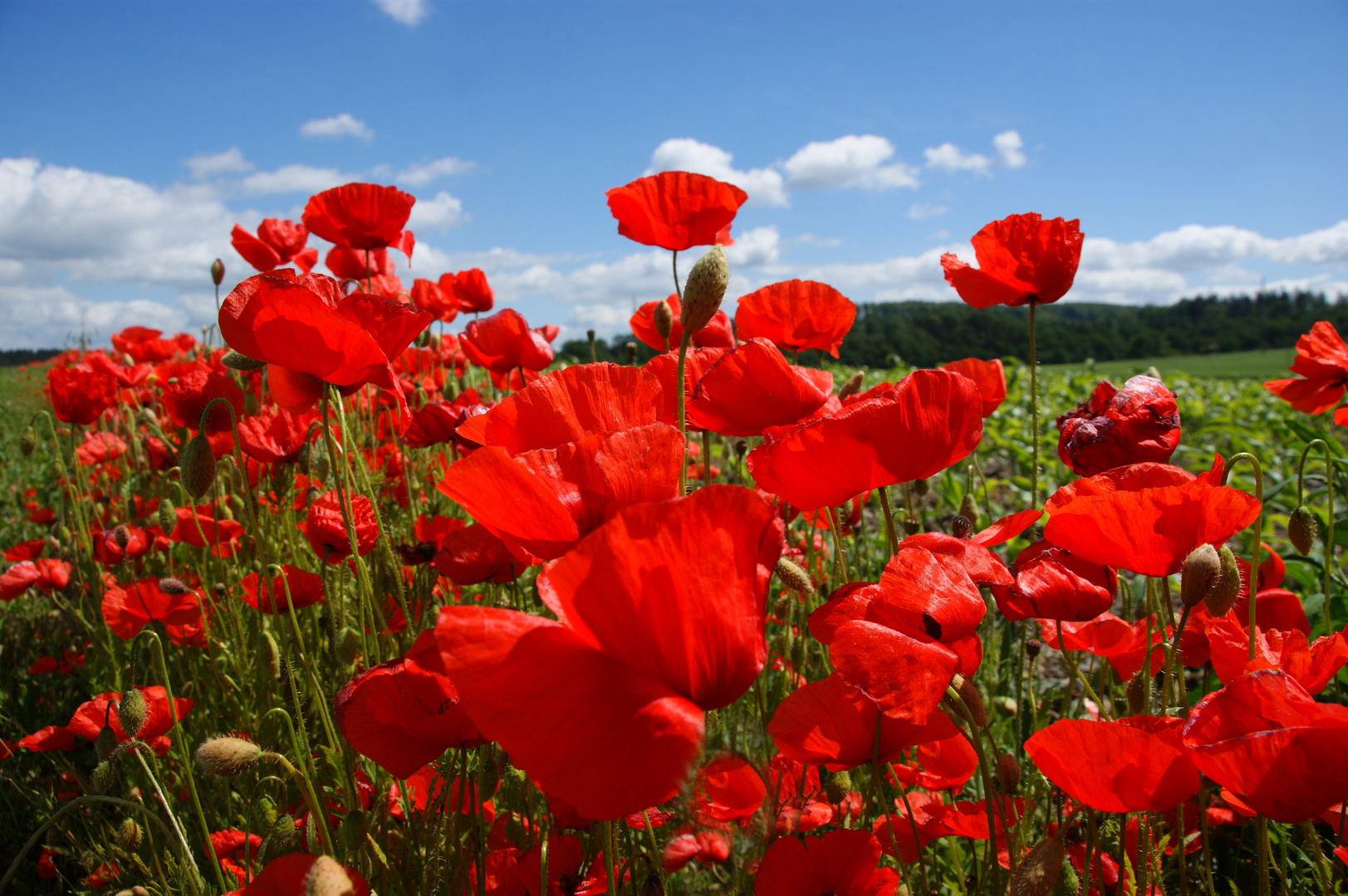 Rot blüht der Mohn Foto & Bild | landschaft, Äcker, felder & wiesen ...