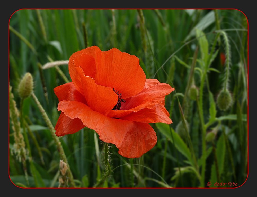rot blüht der Mohn °° Foto & Bild | pflanzen, pilze & flechten, blüten ...