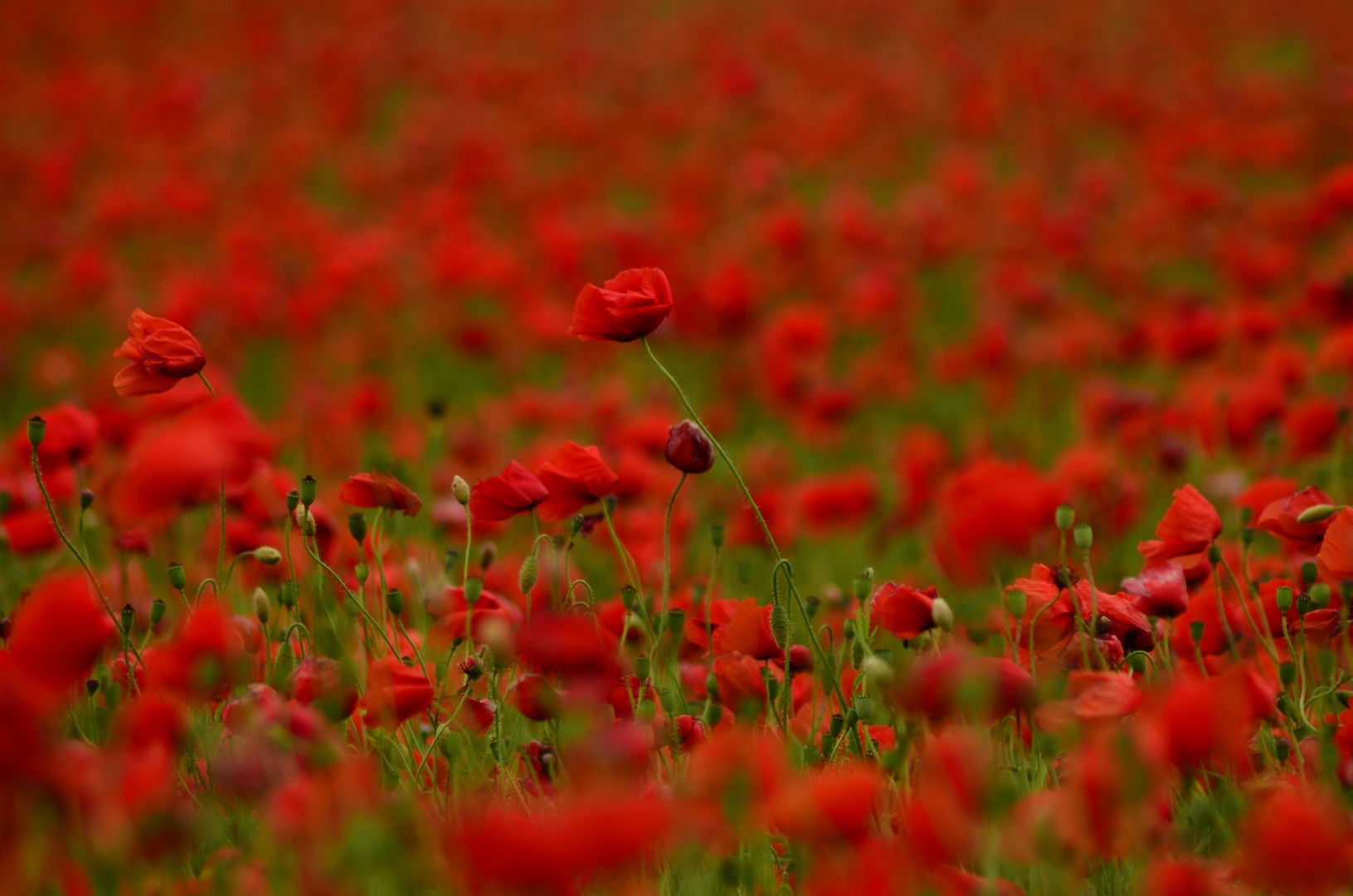 Rot blüht der Mohn... Foto & Bild | archiv projekte naturchannel ...