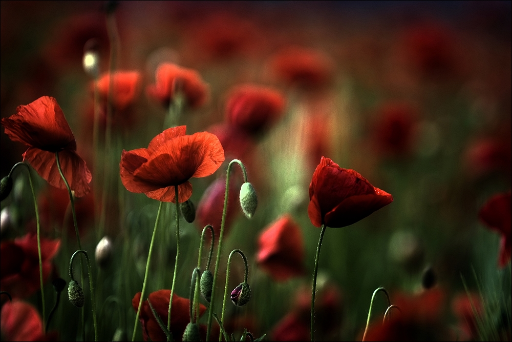 rot Foto & Bild | rot, mohnfelder, sommer Bilder auf fotocommunity