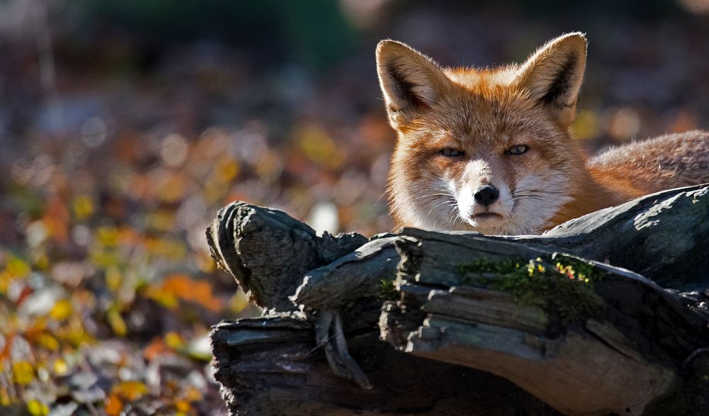 Rot Fuchs III Foto & Bild | tiere, wildlife, säugetiere Bilder auf ...