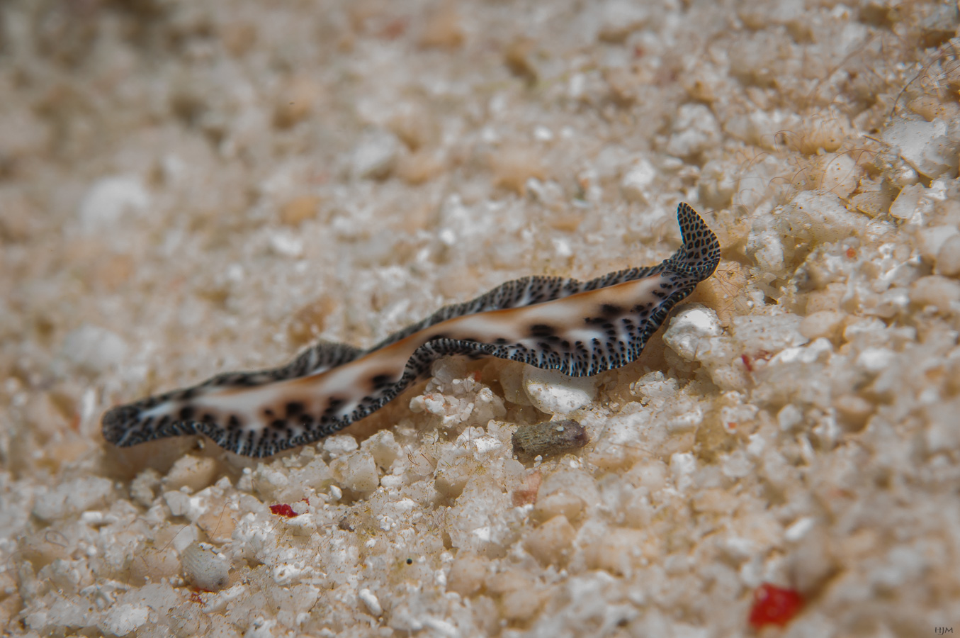 Rot gestreifter Strudelwurm Foto & Bild | world, natur, tiere Bilder ...