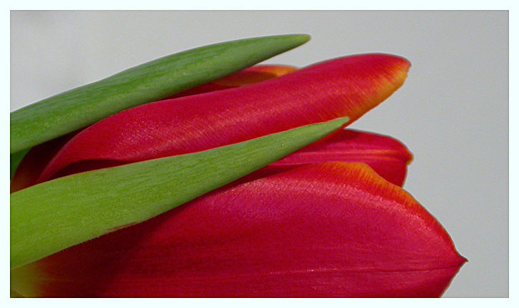 Rot-Grün Foto & Bild | natur-makros, natur-kreativ, aufnahmetechniken ...