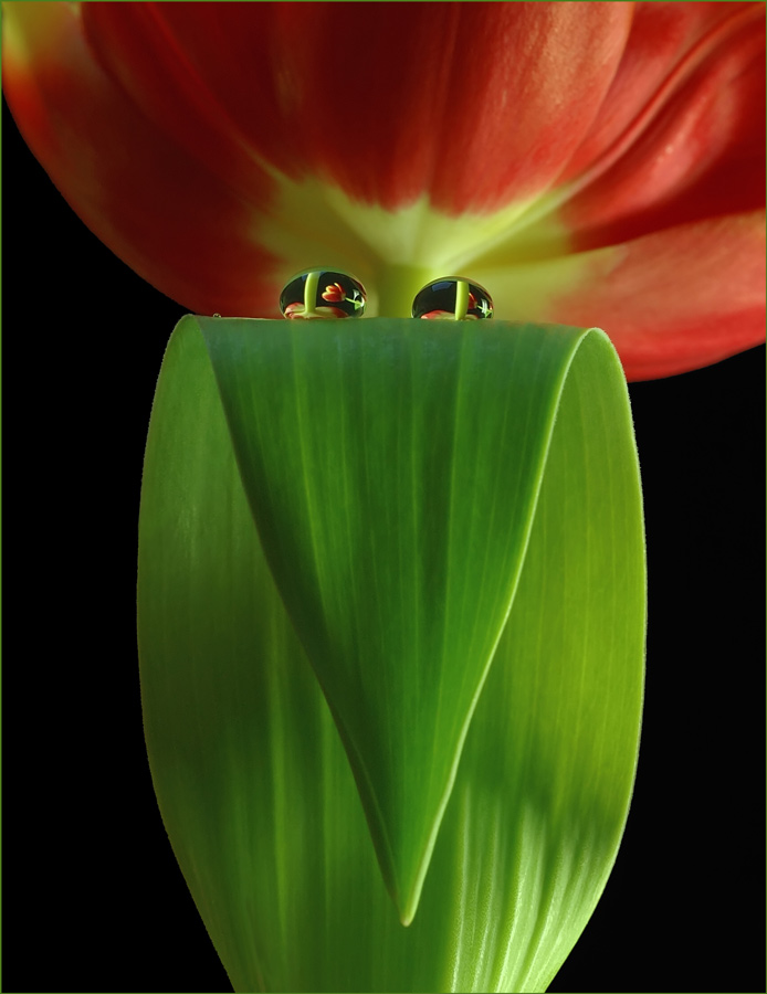 Rot Grün Foto & Bild | pflanzen, pilze & flechten, blüten ...