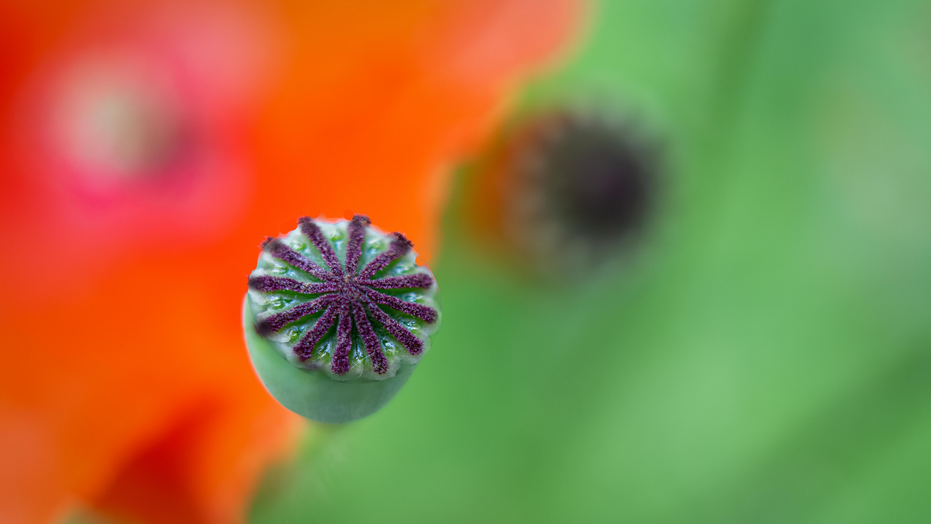 ROT-GRÜN Foto & Bild | natur, mohn, rot-grün Bilder auf fotocommunity
