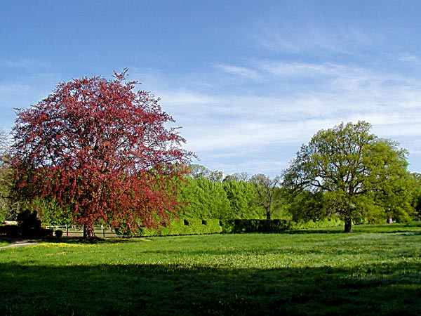 Rot & Grün Foto & Bild | pflanzen, pilze & flechten, bäume, natur ...