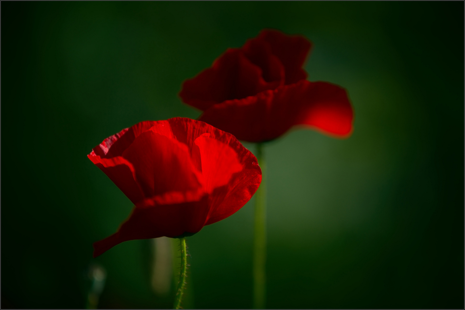 rot / grün Foto & Bild | pflanzen, pilze & flechten, blüten ...