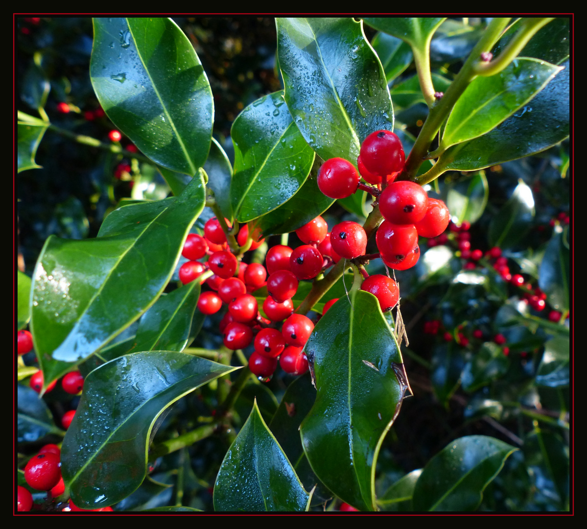 ROT & GRÜN Foto & Bild | pflanzen, pilze & flechten, früchte und beeren ...