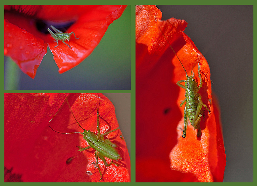 rot-grün Foto & Bild | natur, mohn, pflanzen Bilder auf fotocommunity