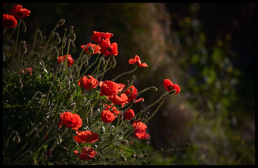 rot-grün Foto & Bild | deutschland, europe, mecklenburg- vorpommern ...