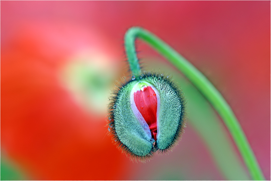 rot - grün ... Foto & Bild | nah- & makro, techniken, aufnahme ...
