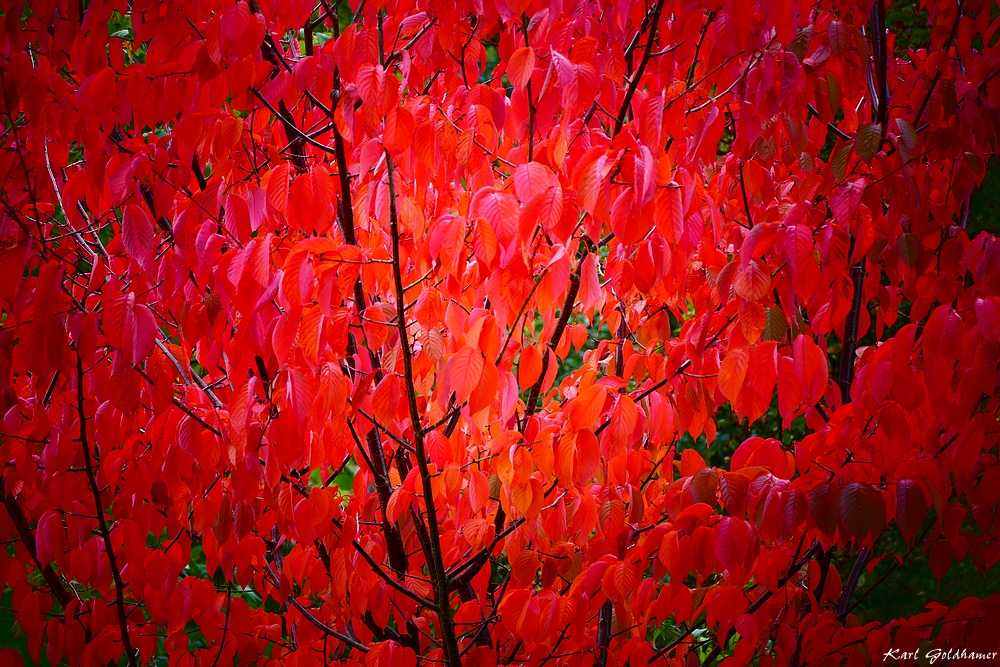 Rot-grün Foto & Bild | abstraktes, pflanzen, pilze & flechten ...
