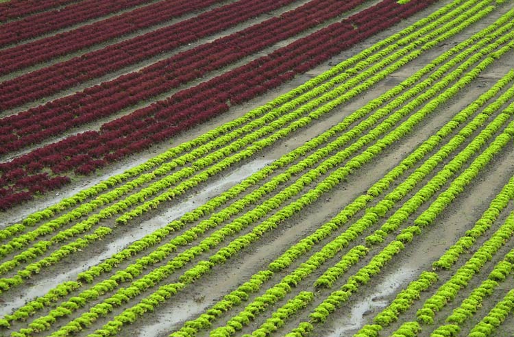 Rot - Grün Foto & Bild | deutschland, europe, world Bilder auf ...