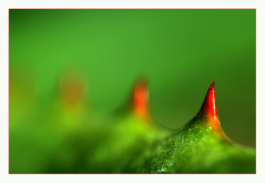 Rot / Grün Foto & Bild | pflanzen, pilze & flechten, kakteen ...
