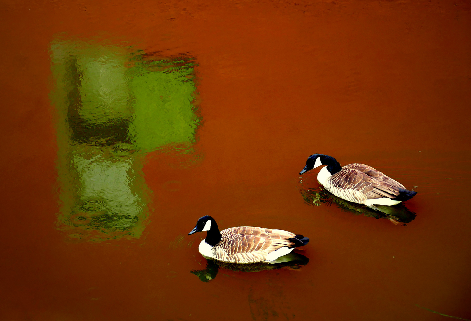 Rot-Grün Foto & Bild | spezial, rot, wasser Bilder auf fotocommunity