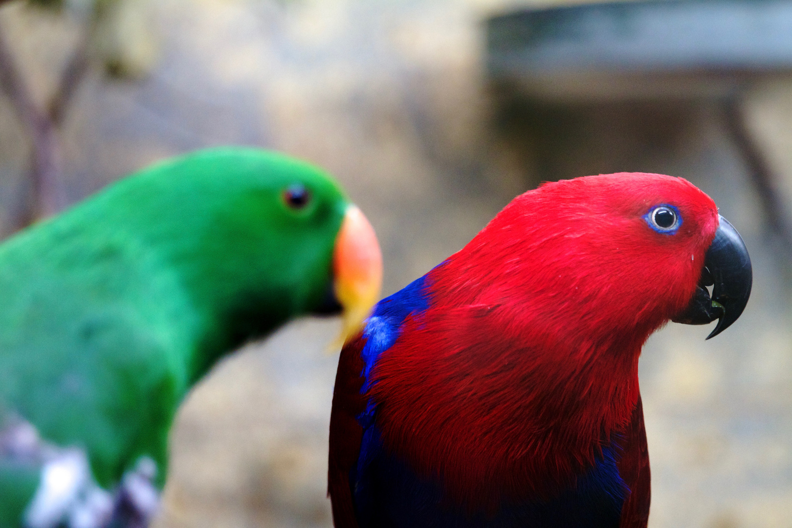 ROT / GRÜN Foto & Bild | tiere, zoo, wildpark & falknerei, vögel Bilder ...