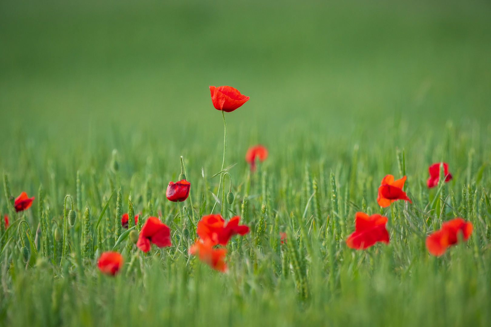Rot-Grün Foto & Bild | deutschland, europe, brandenburg Bilder auf ...