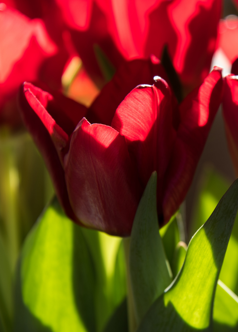 Rot / Grün Foto & Bild | stillleben, pflanzen, pilze & flechten, blüten ...