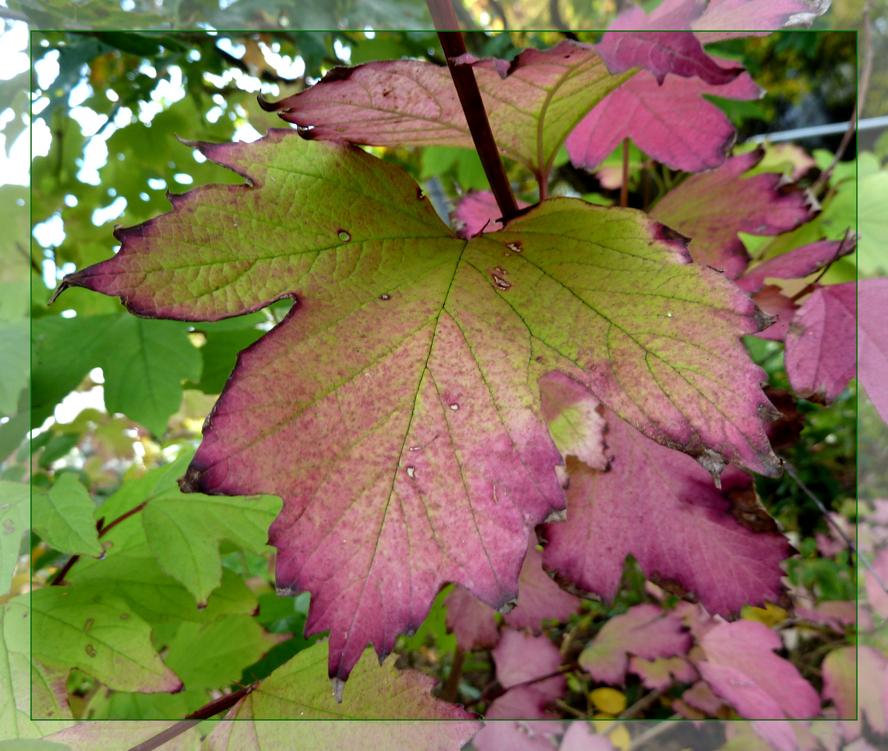 ROT-GRÜN Foto & Bild | jahreszeiten, herbst, blätter Bilder auf ...