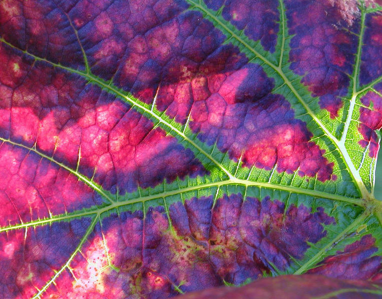 Rot / Grün Foto & Bild | sonstiges, natur Bilder auf fotocommunity