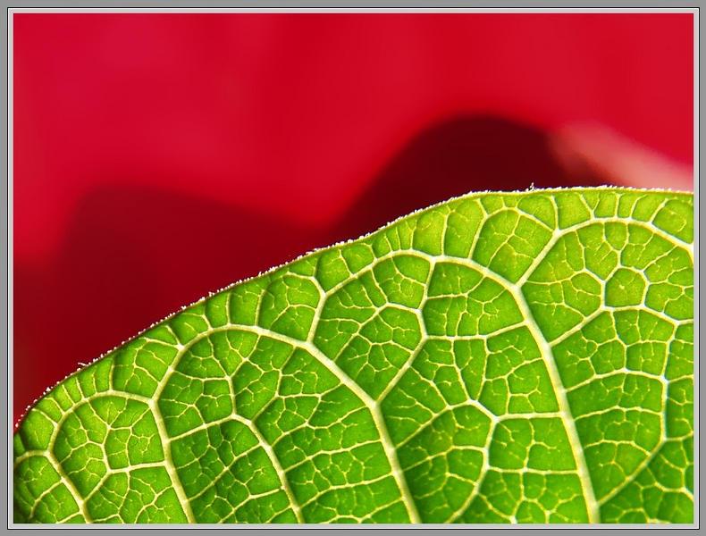 rot-gruen Foto & Bild | nah- & makro, techniken, aufnahme-techniken Bilder auf fotocommunity