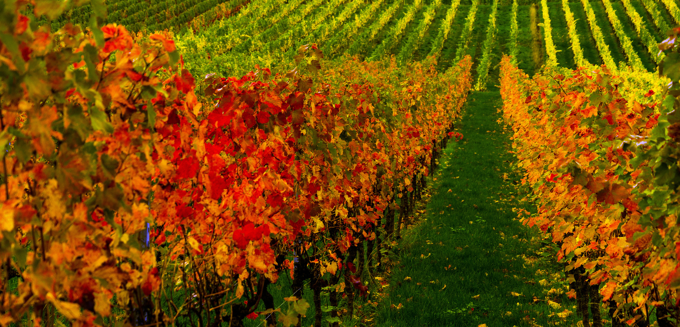 Rot-Grün- Gelb Foto & Bild | natur, herbst, landschaft Bilder auf ...