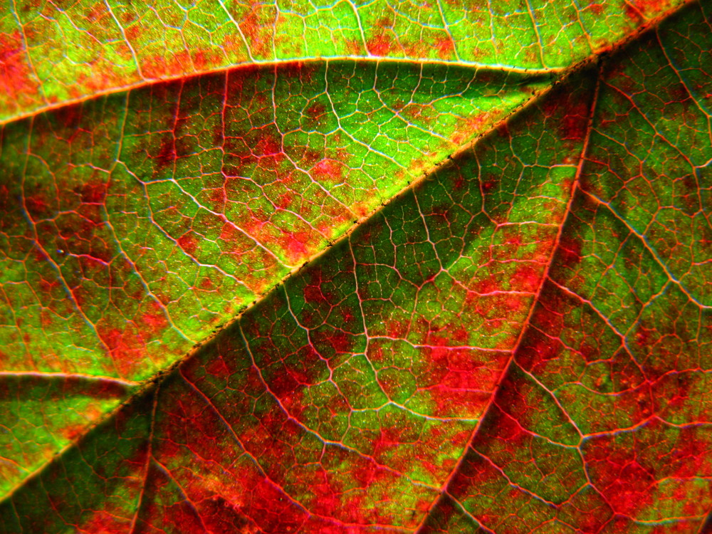 rot - grün - Kontrast Foto & Bild | archiv projekte naturchannel ...