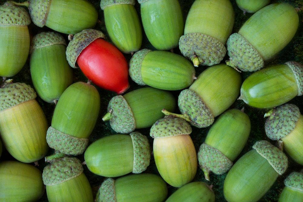 Rot-Grün-Test Foto & Bild | grün, natur, rot-grün Bilder auf fotocommunity