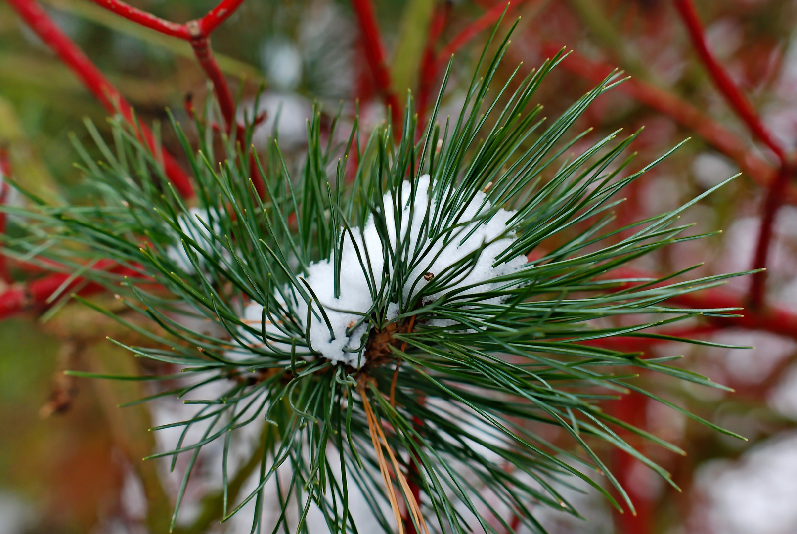 Rot, grün & weiß Foto & Bild | jahreszeiten, winter, projekte Bilder ...