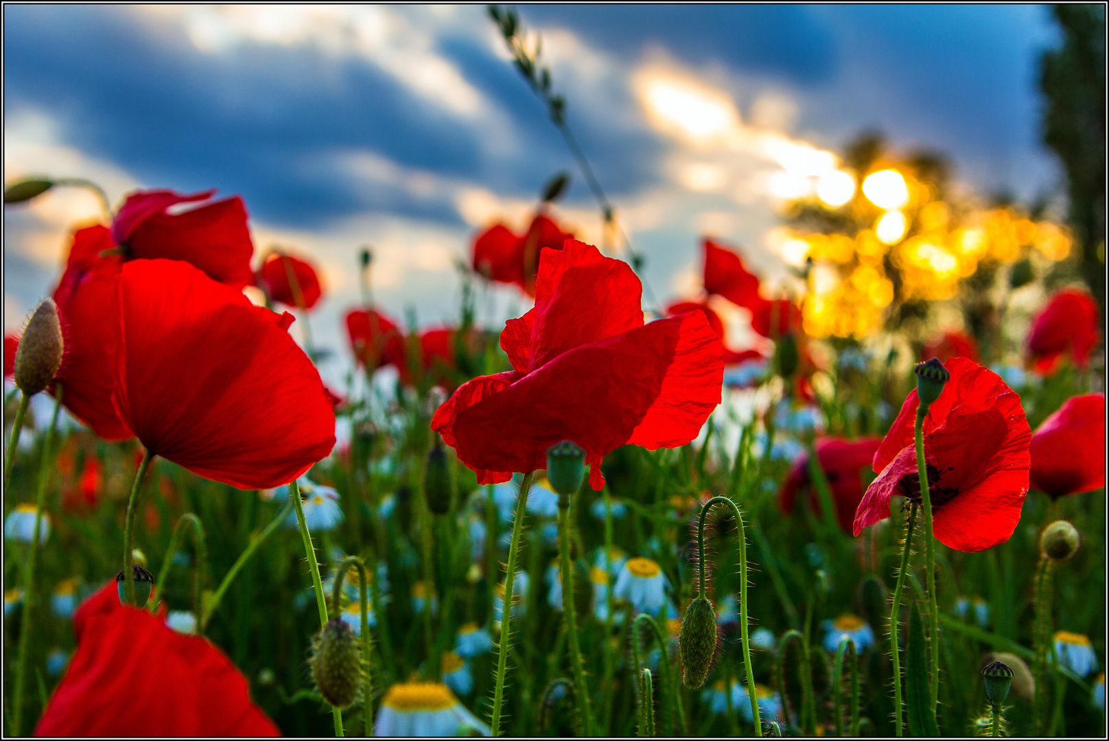 Rot, Mohn, Rot Foto & Bild | pflanzen, pilze & flechten, landschaft ...