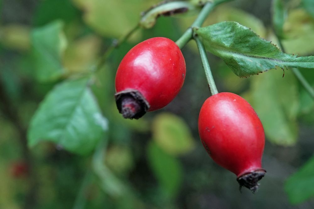 rot rot grün Foto & Bild | reportage dokumentation, jahreszeiten ...