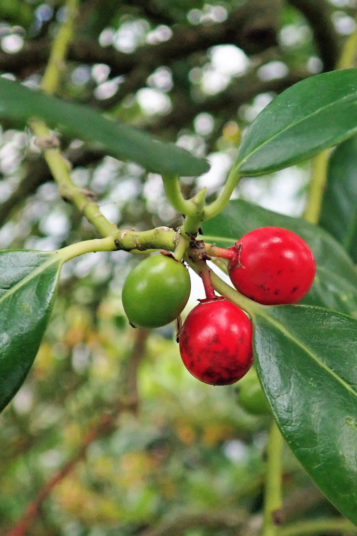 Rot rot grün Foto & Bild | reportage dokumentation, landschaft ...