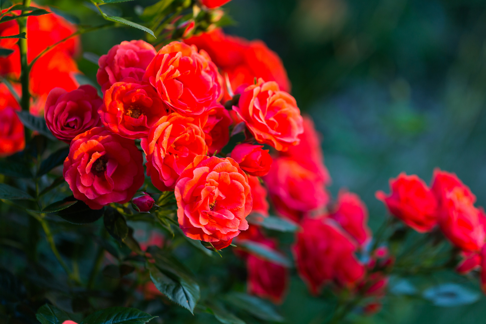 Rot, rot, rot, rot sind die Rosen... Foto & Bild | pflanzen, pilze ...