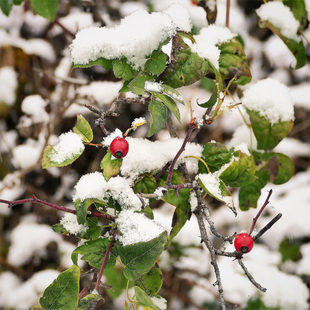 Rot - Weiß - Grün Foto & Bild | pflanzen, pilze & flechten ...