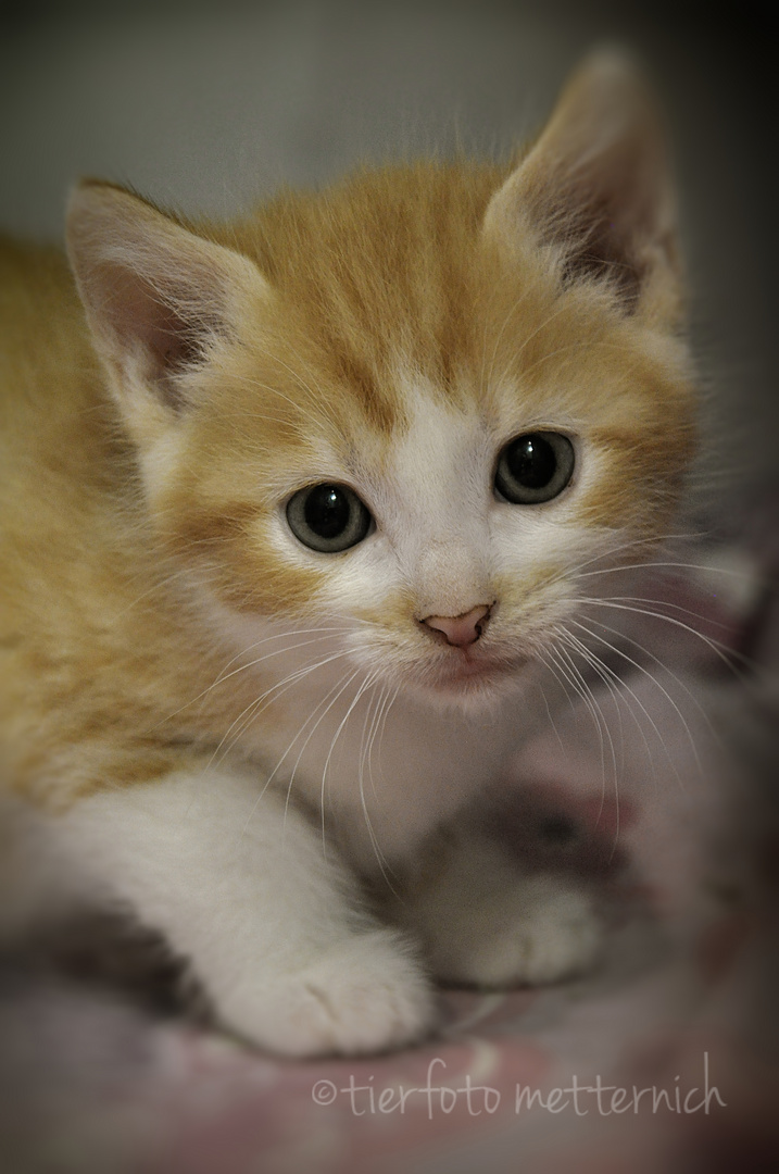 Rot-weißer Kater Foto & Bild | tiere, haustiere, katzen Bilder auf fotocommunity