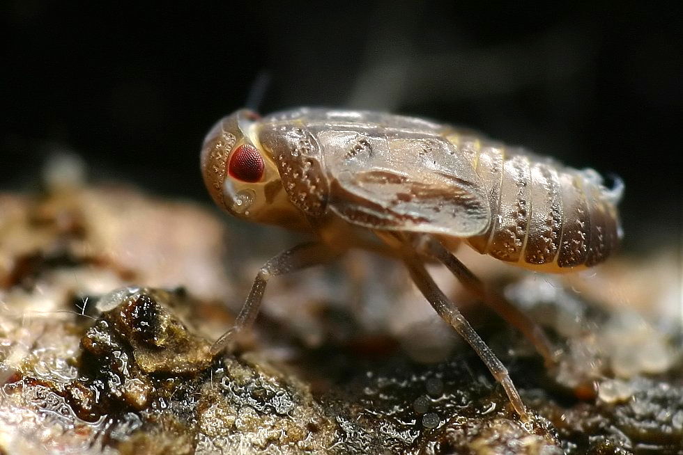 Rotauge Foto & Bild | tiere, wildlife, insekten Bilder auf fotocommunity