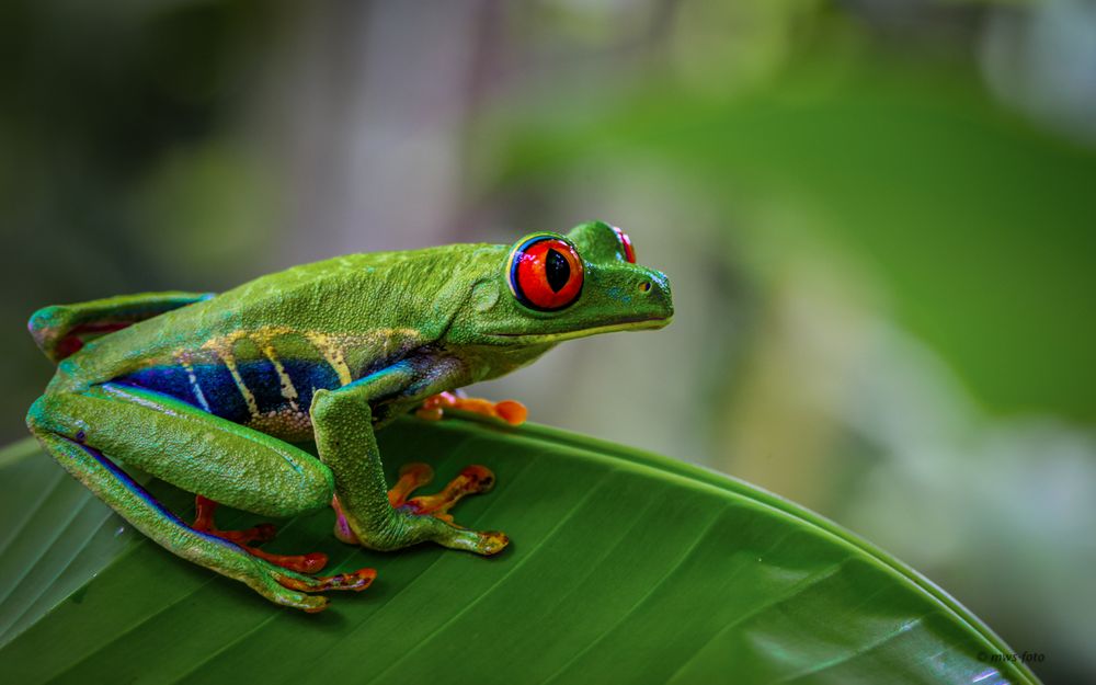 Rotauge ist wachsam... Foto & Bild | north america, central america ...