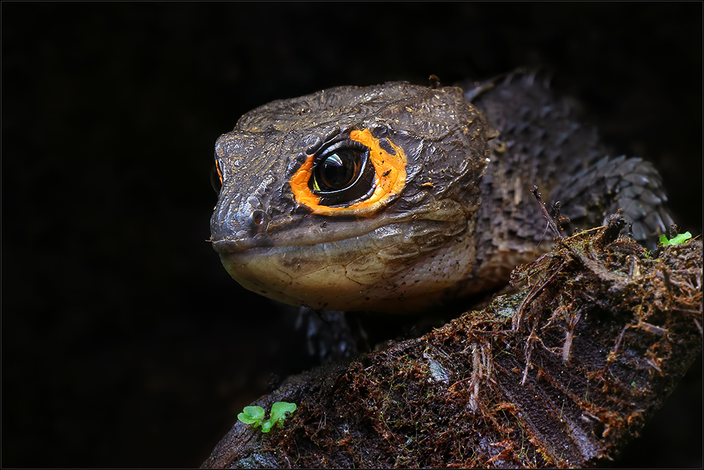 Rotaugen-Buschkrokodil... Foto & Bild | tiere, zoo, wildpark ...