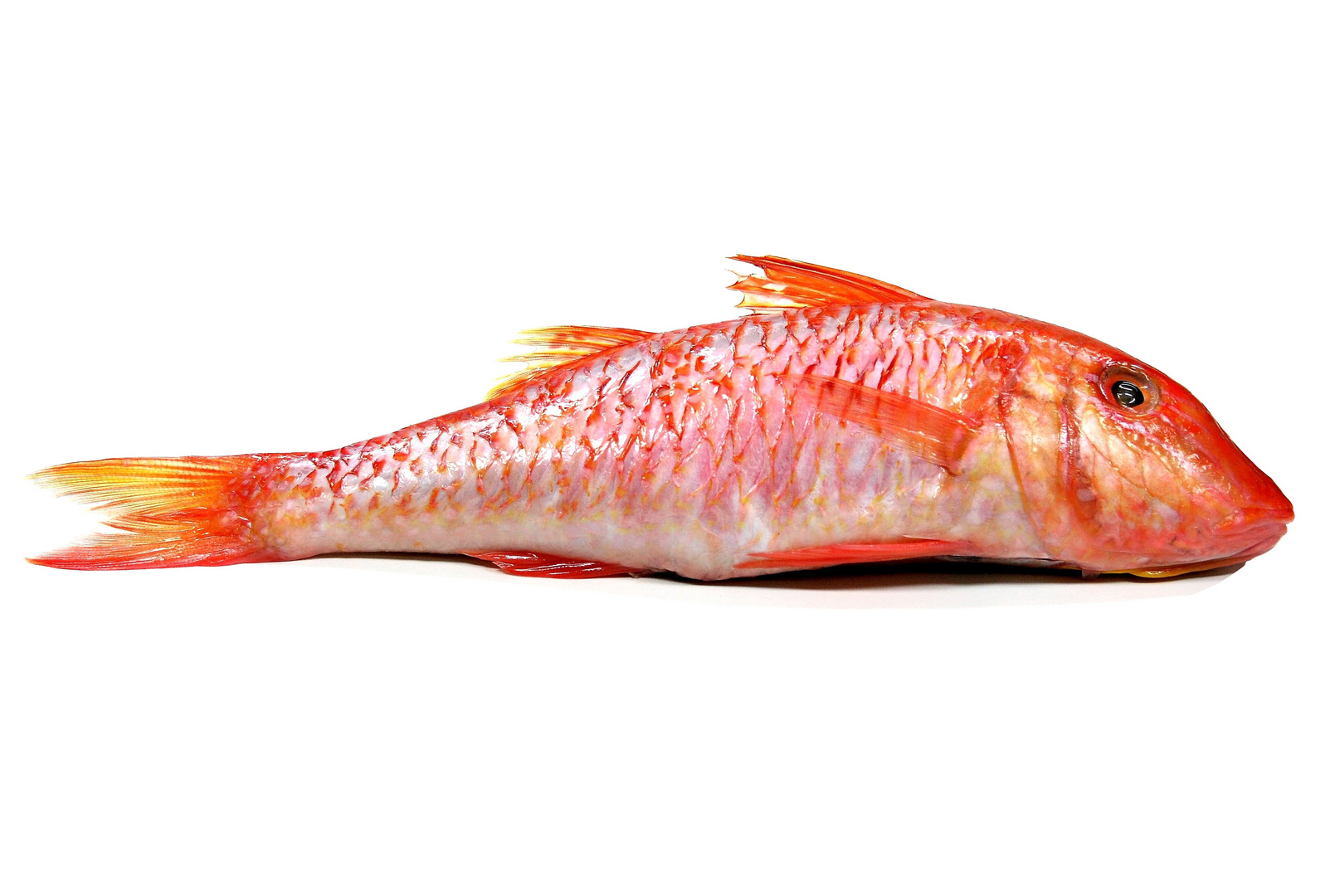 Rotbarben a Foto & Bild | stillleben, food-fotografie, fische ...