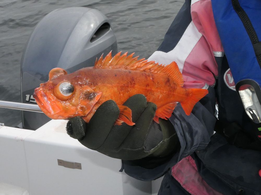 Rotbarsch Foto & Bild | europe, scandinavia, norway Bilder auf ...