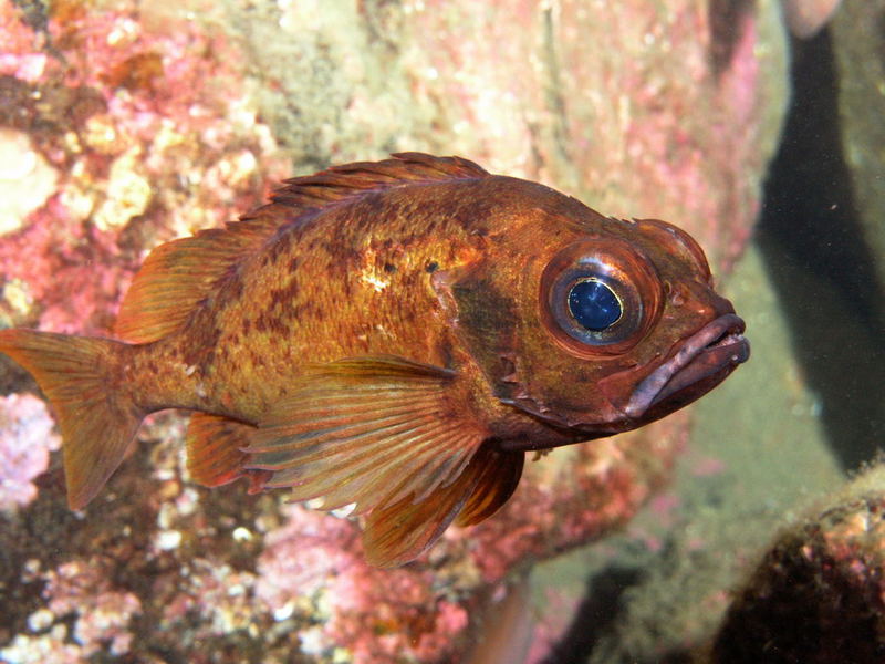 rotbarsch Foto & Bild | unterwasser, uw-salzwasser, natur-kreativ ...