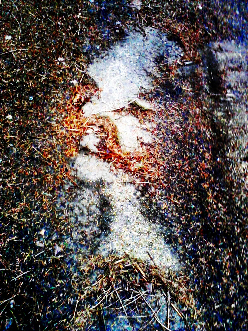 Rotbart Foto & Bild | natur-kreativ, herbst 2012, natur Bilder auf ...