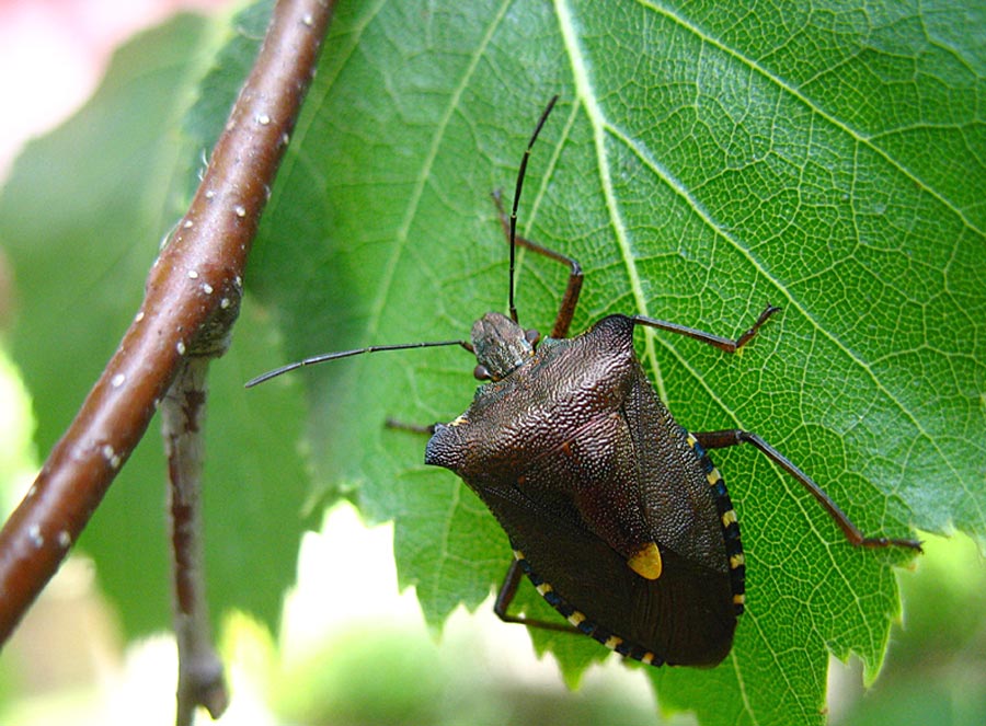 Rotbeinige Baumwanze Foto & Bild | tiere, wildlife, insekten Bilder auf ...