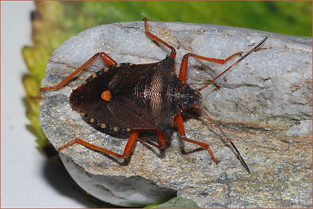Rotbeinige Baumwanze (Pentatoma rufipes) Foto & Bild | tiere, wildlife ...